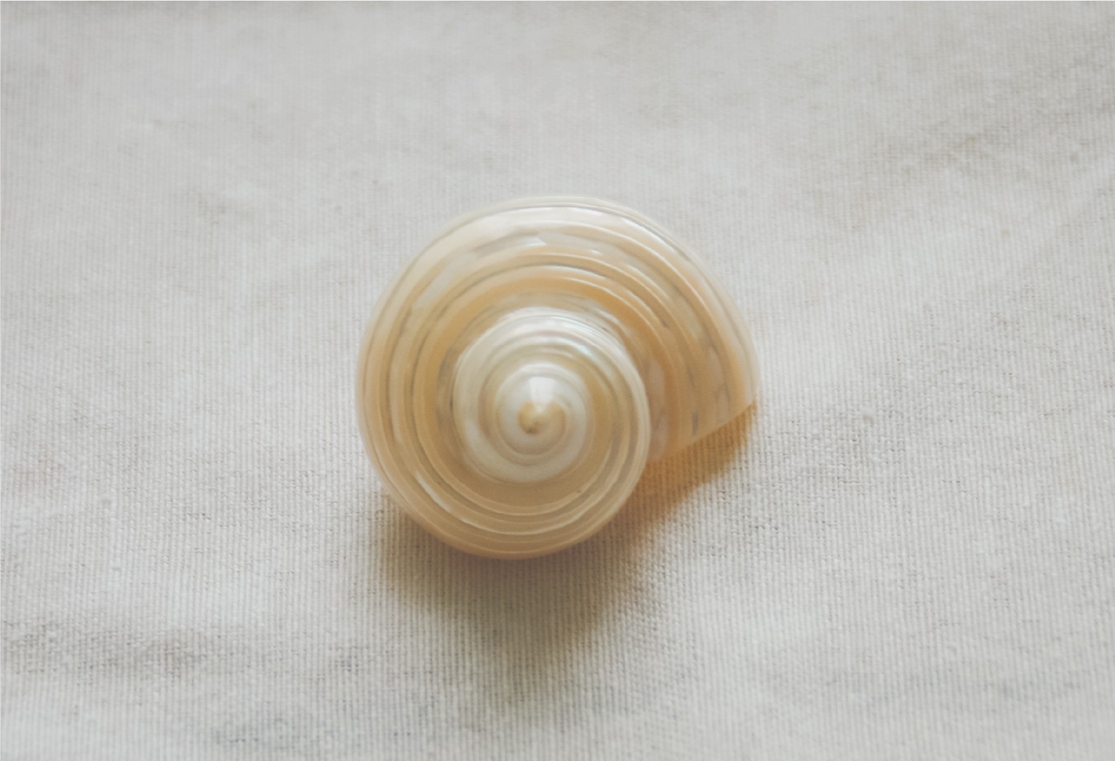 The Language I Don’t Speak - Asymptote